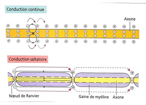 Description de la maladie